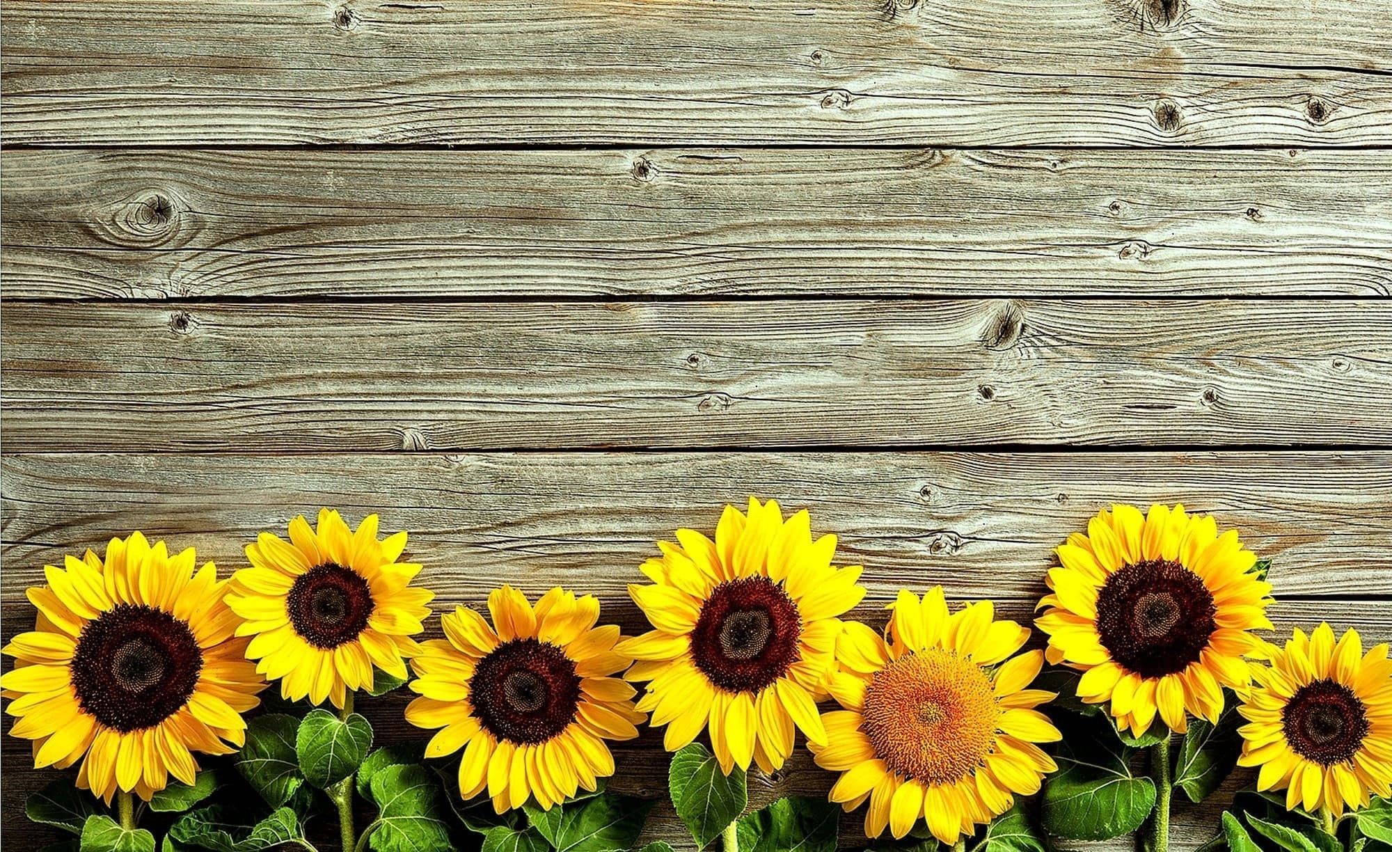 تصویر گل های آفتابگردان با پس زمینه چوبی باکلاس برای نوشتن متن